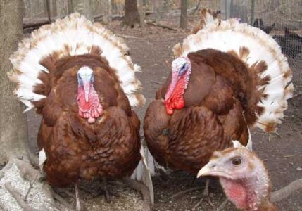 Heritage Turkey Breeds: Which is for You – Mother Earth News